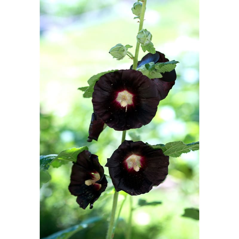Black Hollyhock