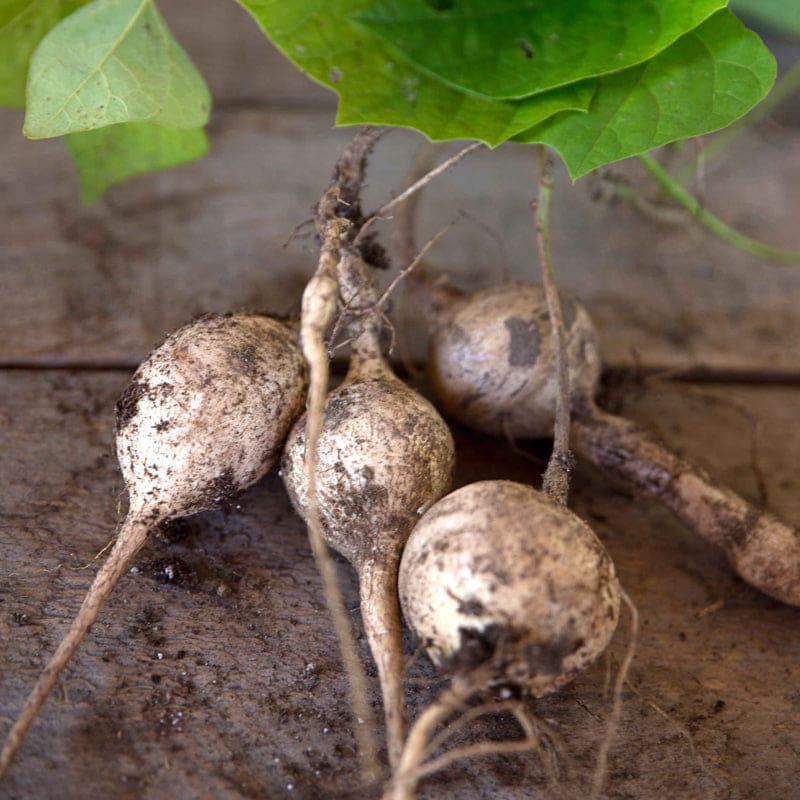 Jicama (150 Days) – Pinetree Garden Seeds