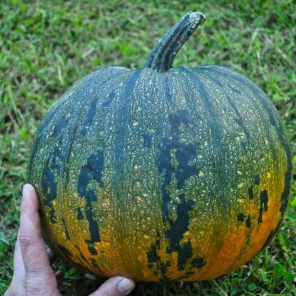 Kakai Hulless Pumpkin (Organic 100 Days) – Pinetree Garden Seeds