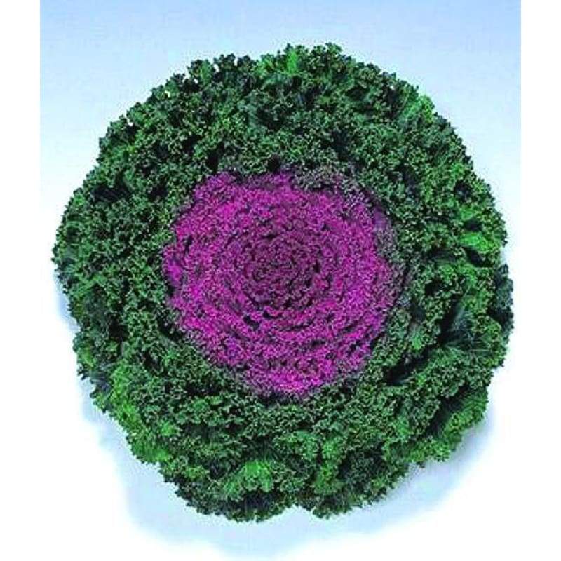 Kamome Red Flowering Cabbage – Pinetree Garden Seeds