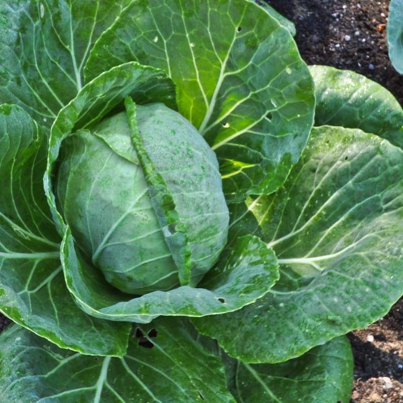 Katarina Cabbage (F1 Hybrid 45 Days) – Pinetree Garden Seeds