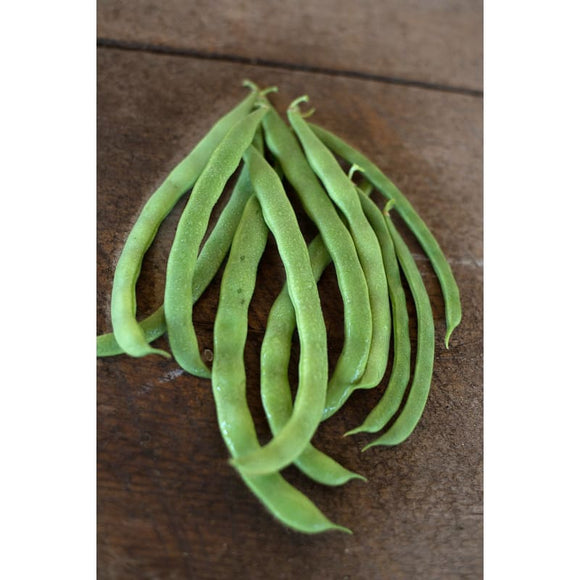 Kentucky Wonder Pole Bean (66 day, Heirloom) Phaseolus vulgaris ...