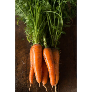 Kuroda Carrot (110 Days) – Pinetree Garden Seeds
