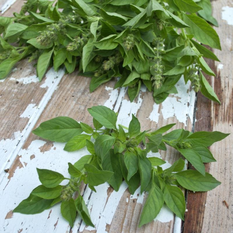 Lemon Basil