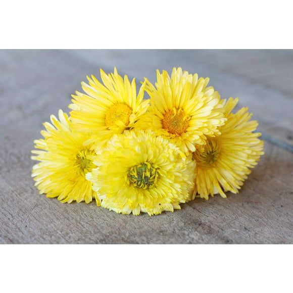 Lemon Cream Calendula – Pinetree Garden Seeds