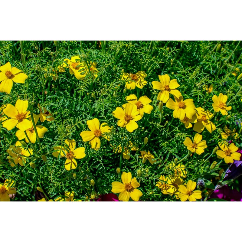 Lemon Gem Marigold Tagetes – Pinetree Garden Seeds