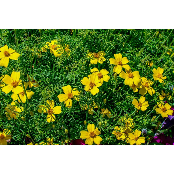 Lemon Gem Marigold Tagetes – Pinetree Garden Seeds