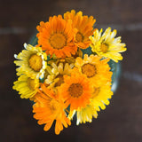 Lemonade Calendula – Pinetree Garden Seeds