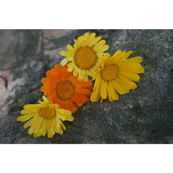 Lemonade Calendula – Pinetree Garden Seeds