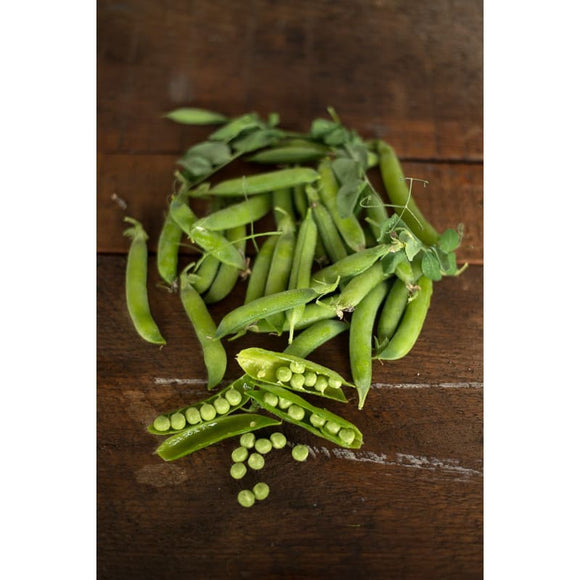 Lincoln Pea (Heirloom, 65 Days) – Pinetree Garden Seeds