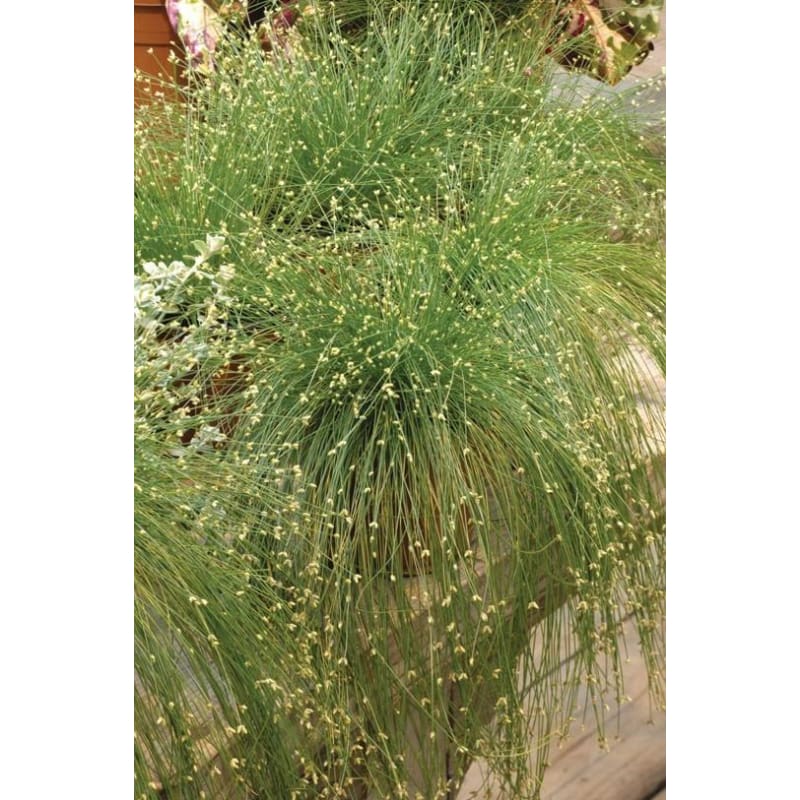 LIVE WIRE GRASS – Pinetree Garden Seeds