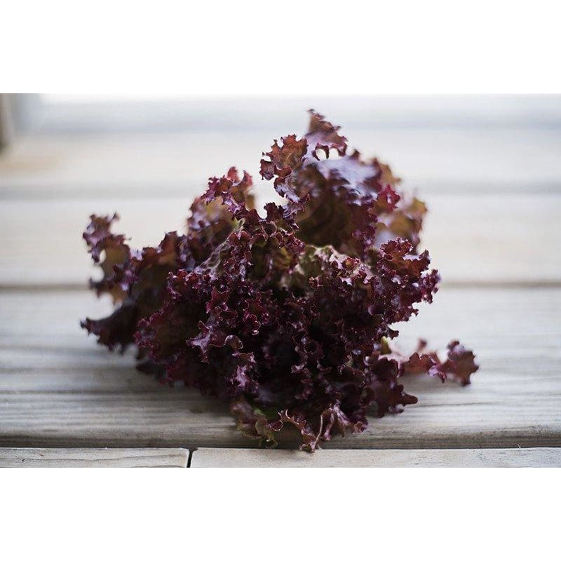 Lollo Rossa Lettuce (53 Days) – Pinetree Garden Seeds