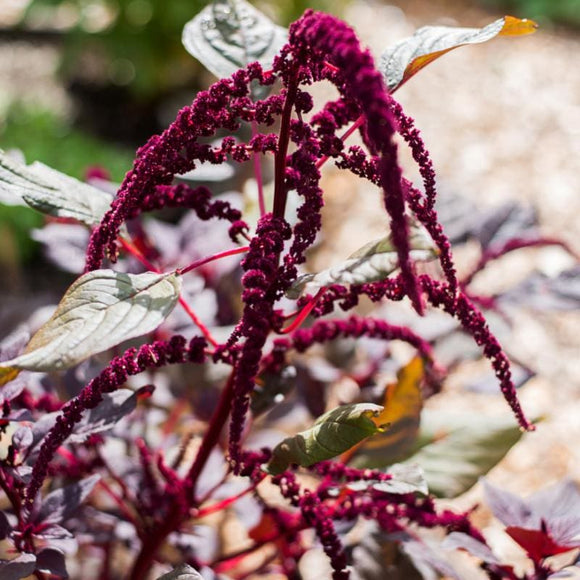 Love Lies Bleeding Amaranth – Pinetree Garden Seeds