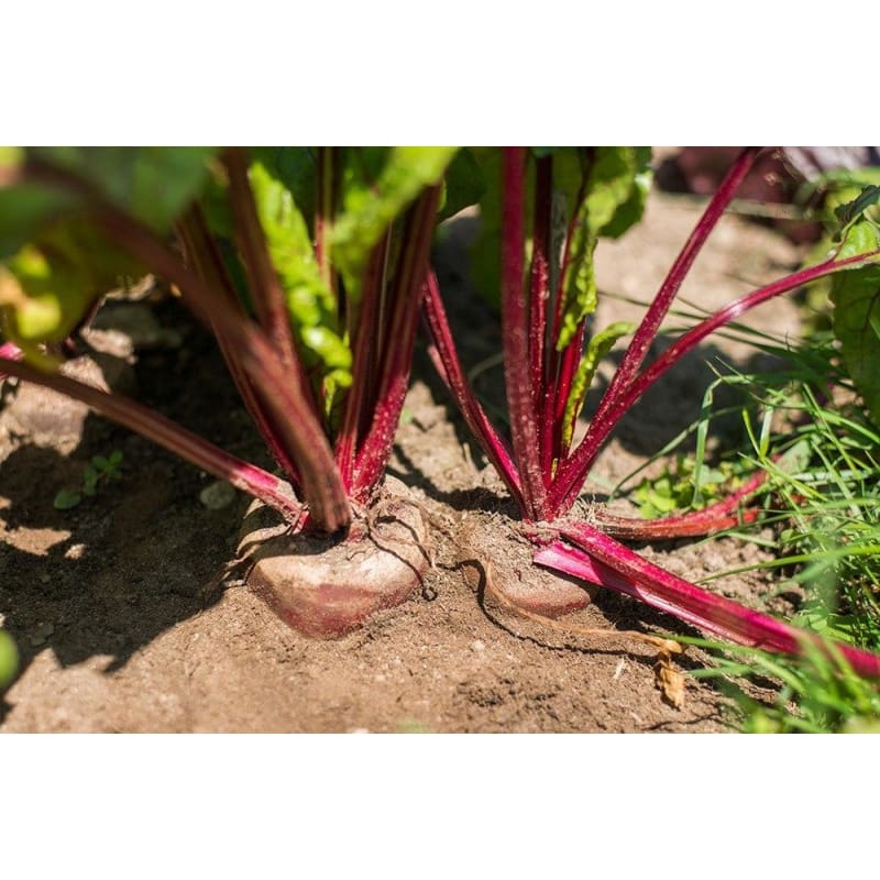 Lutz Winter Keeper Beet (Heirloom, 80 Days) – Pinetree Garden Seeds