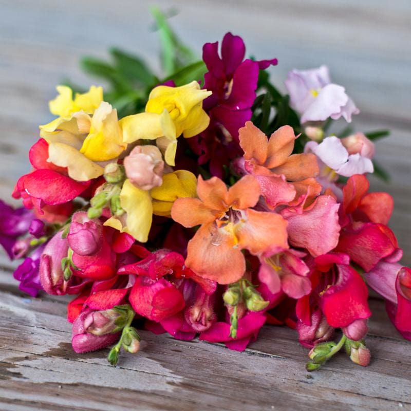Snapdragons
