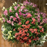 Magic Lanterns Snapdragon – Pinetree Garden Seeds