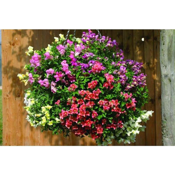 Magic Lanterns Snapdragon – Pinetree Garden Seeds