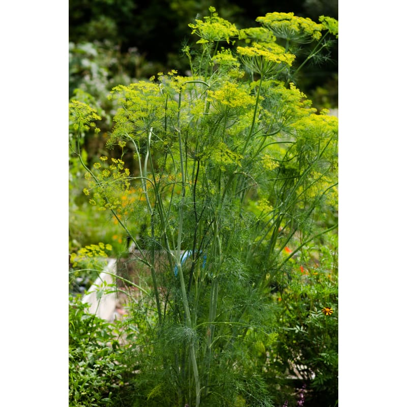 Mammoth Dill