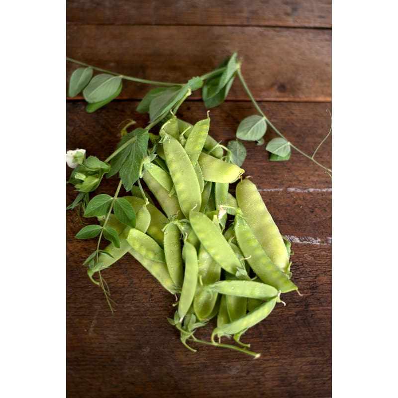 Mammoth Melting Sugar Snow Pea (Heirloom 65-75 Days) – Pinetree Garden ...