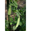 Mammoth Melting Sugar Snow Pea (Heirloom 65-75 Days)