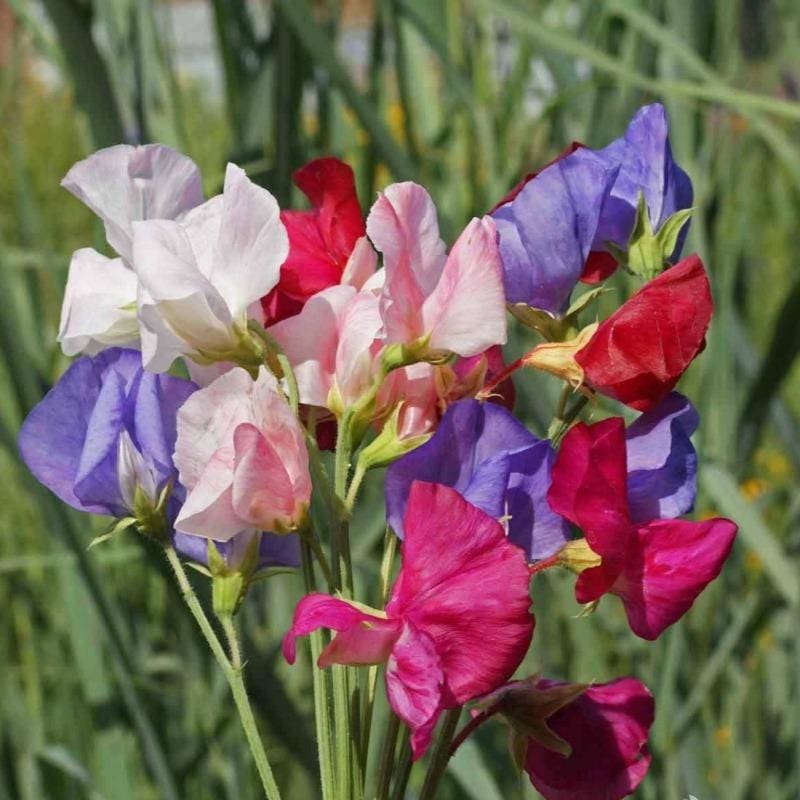 Perennial Sweet Pea