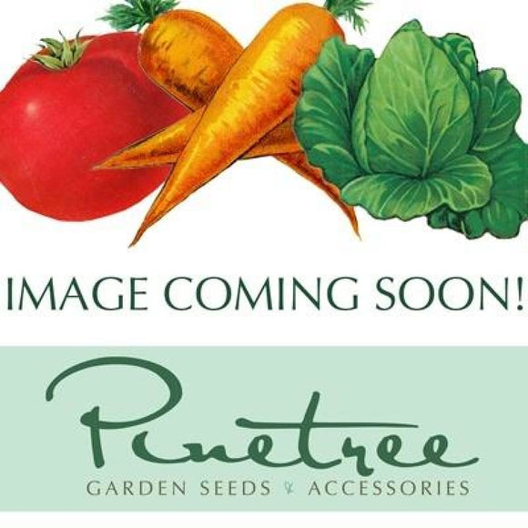 Mammoth Red Rock Cabbage (Heirloom, 95 Days) – Pinetree Garden Seeds