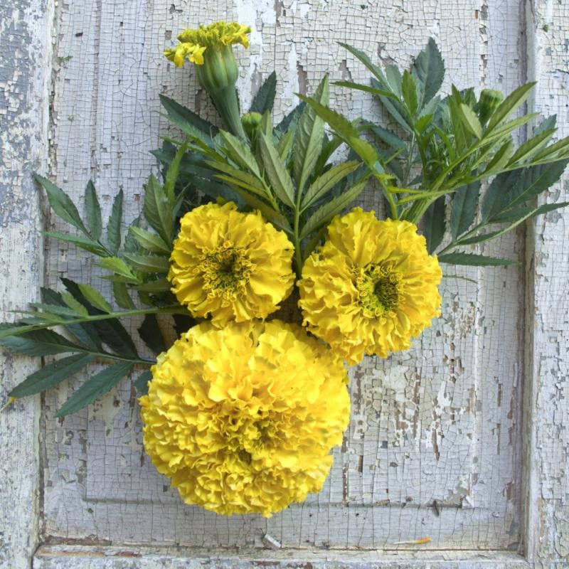 Marvel Yellow Marigold – Pinetree Garden Seeds