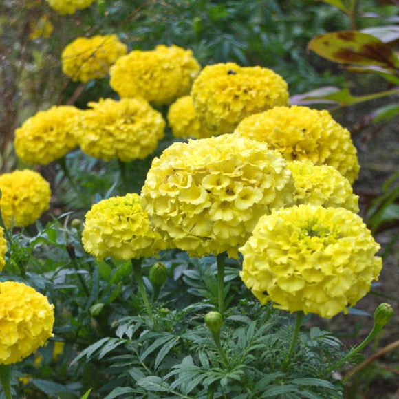 Marvel Yellow Marigold – Pinetree Garden Seeds