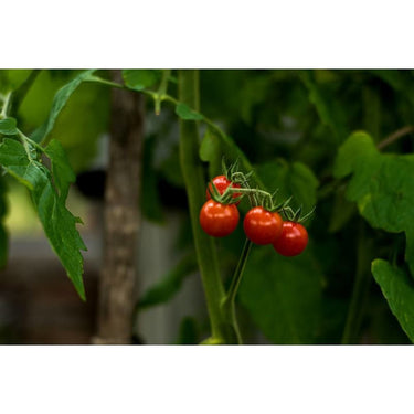 Matts Wild Cherry Tomato (55 Days) – Pinetree Garden Seeds
