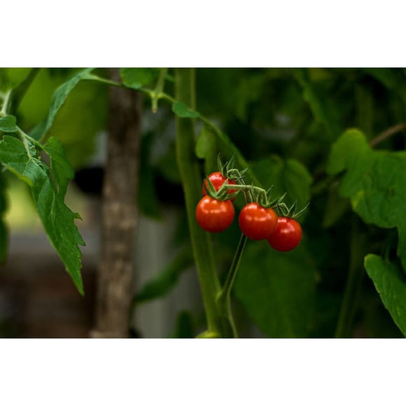 Matts Wild Cherry Tomato (55 Days) – Pinetree Garden Seeds