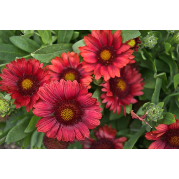 Mesa Red Gaillardia – Pinetree Garden Seeds