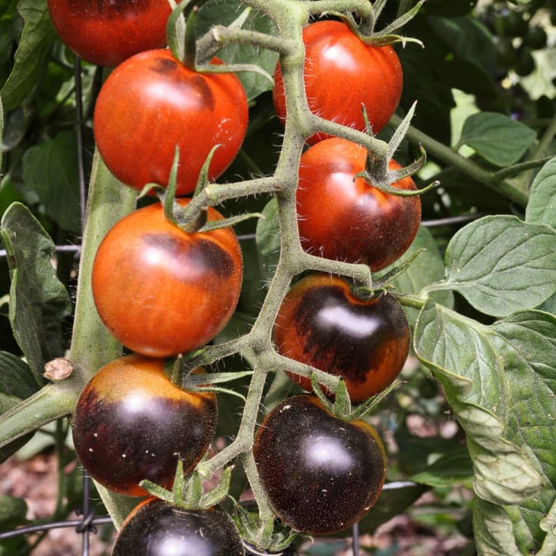 Midnight Snack Tomato (65-70 Days) – Pinetree Garden Seeds