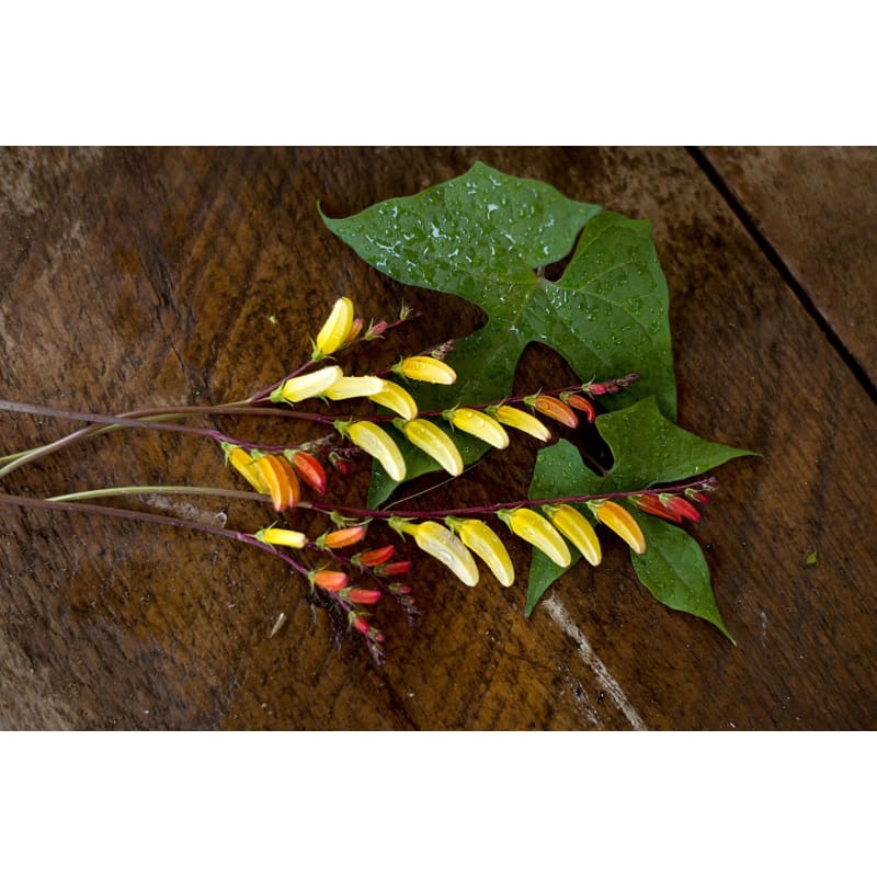 Mina Lobata – Pinetree Garden Seeds