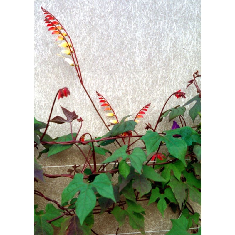 Mina Lobata