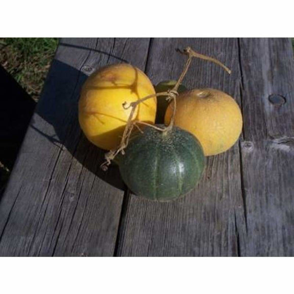 Minnesota Midget Melon (60 Days) – Pinetree Garden Seeds