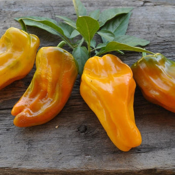 Sweet Peppers – Page – Pinetree Garden Seeds