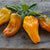 Sweet Peppers | 2