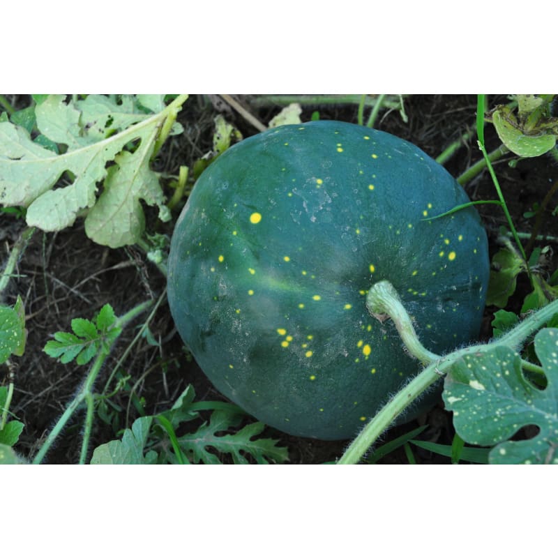 Moon & Stars Watermelon (Heirloom, 105 Days) – Pinetree Garden Seeds