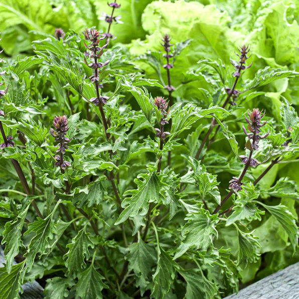 Basil – Pinetree Garden Seeds