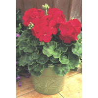 Multibloom Red Geranium