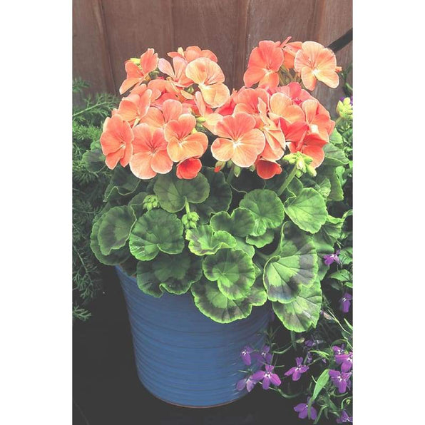 Geranium – Pinetree Garden Seeds