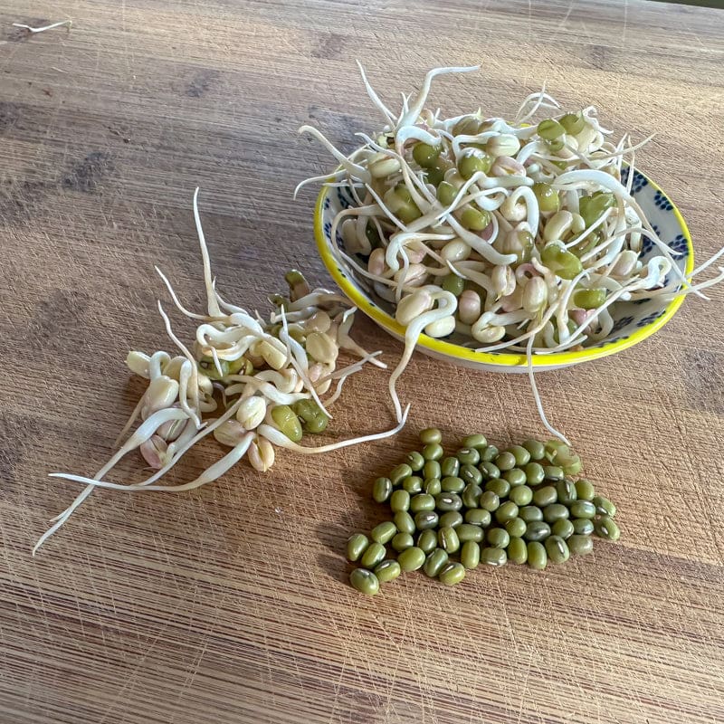 Mung Bean Sprouting Seed (Organic) – Pinetree Garden Seeds