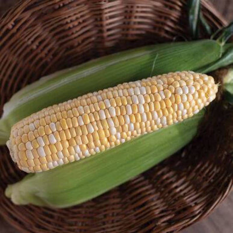 Natural Sweet Corn (Organic, F1 Hybrid 73 Days) SH2 Zea mays – Pinetree ...
