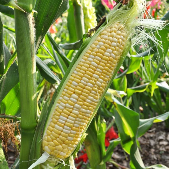 Natural Sweet Corn (Organic, F1 Hybrid 73 Days) SH2 Zea mays – Pinetree ...