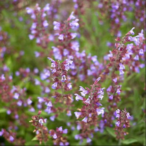 Nepitella – Pinetree Garden Seeds