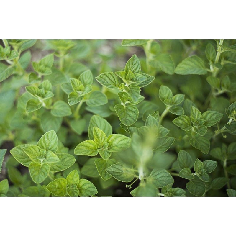 Nepitella – Pinetree Garden Seeds