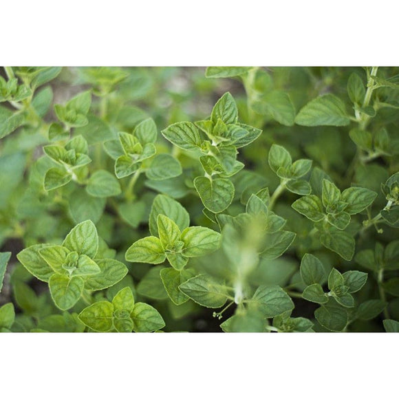 Nepitella – Pinetree Garden Seeds
