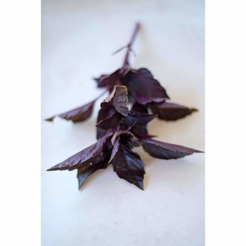 Opal Basil – Pinetree Garden Seeds