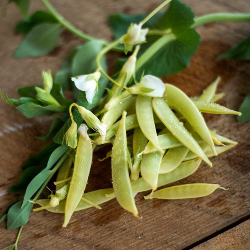 Opal Creek Snap Pea (70 days) Pisum sativum