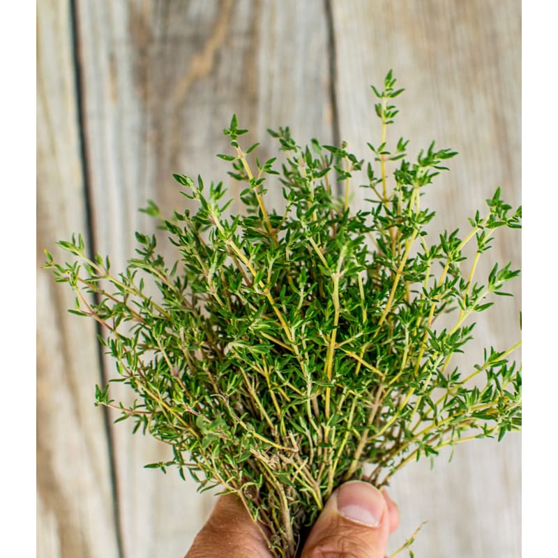 French Thyme